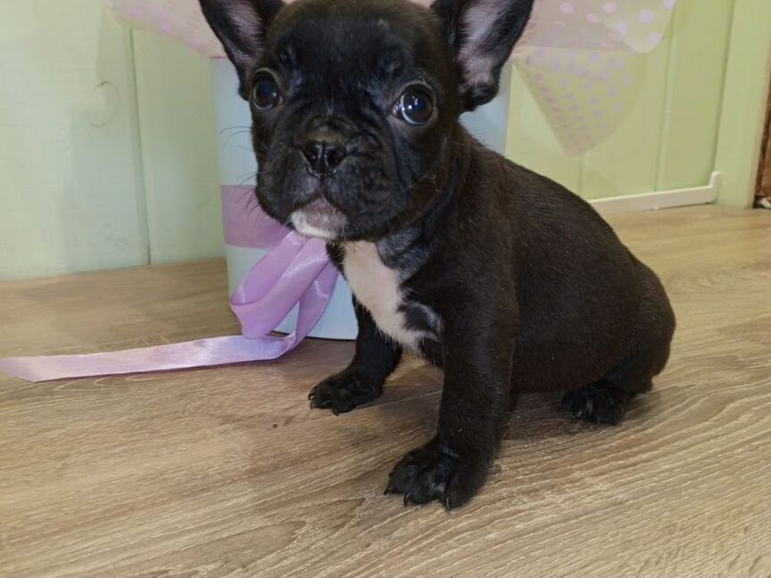 Французский бульдог тигровые малыши