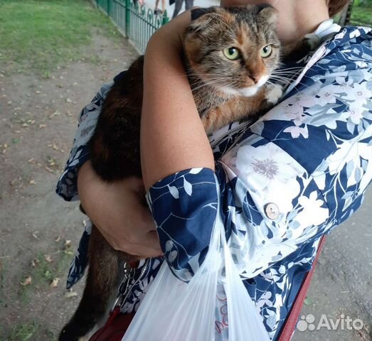 Кошечка вислоухая ищет хозяина