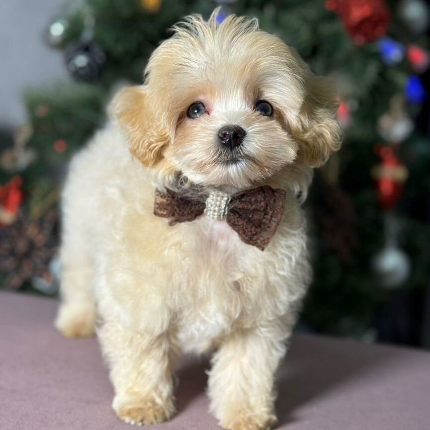 Миниатюрный мальчик Мальтипу