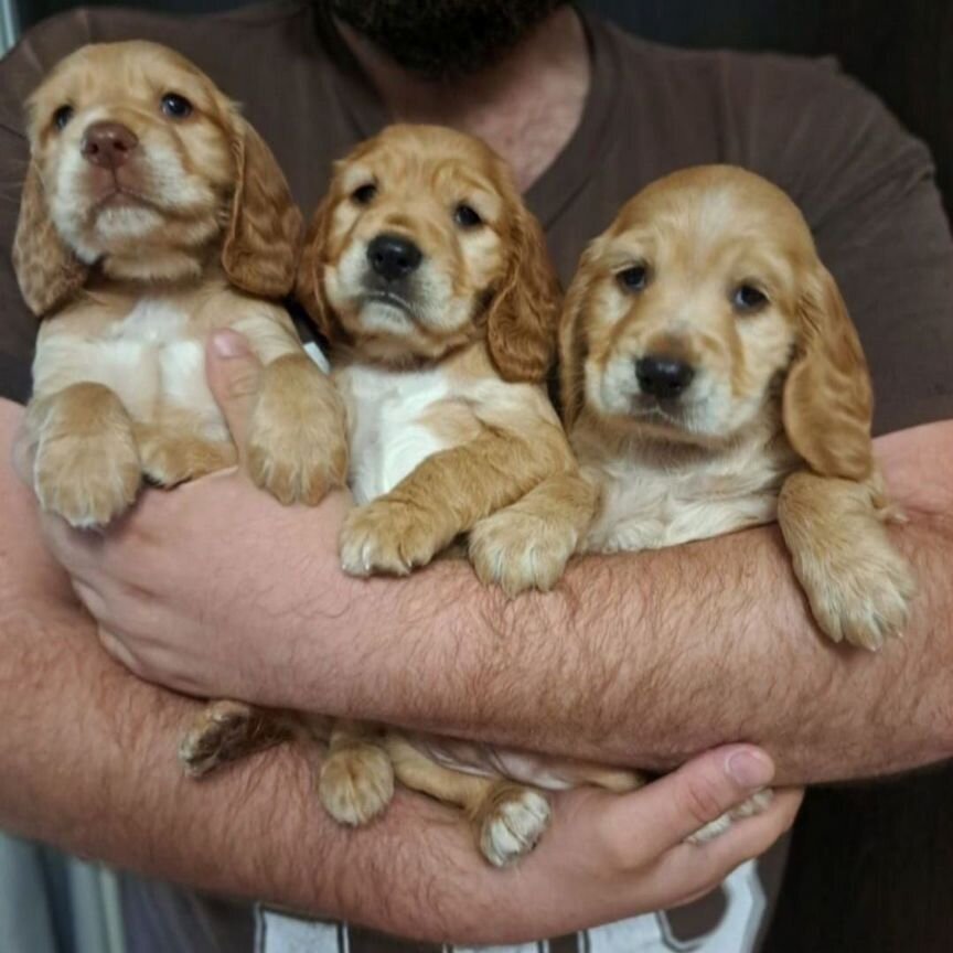 Щенки спаниеля