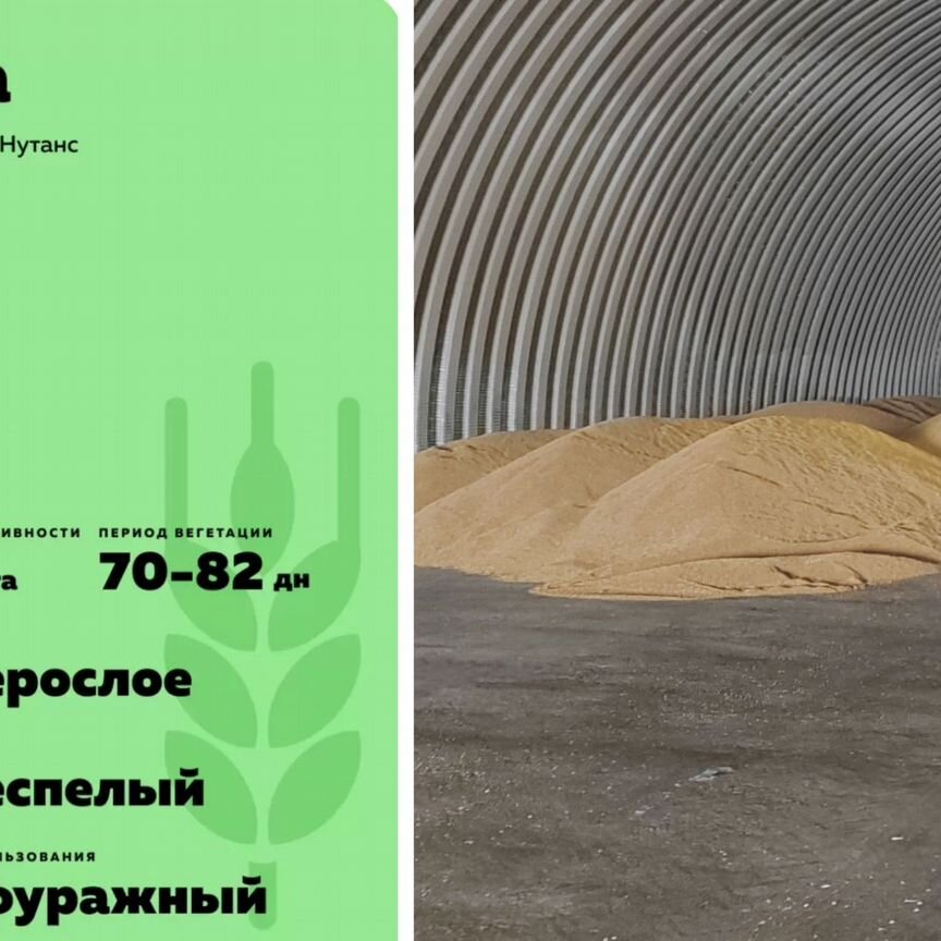 Ячмень