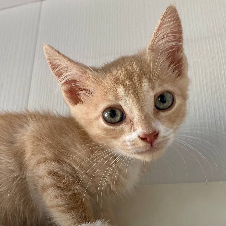 Маленький котенок в добрые руки