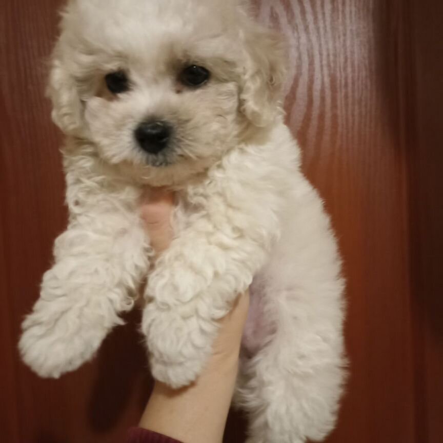 Бишон фризе мини девочка