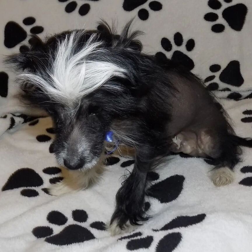 Китайская хохлатая, щенок