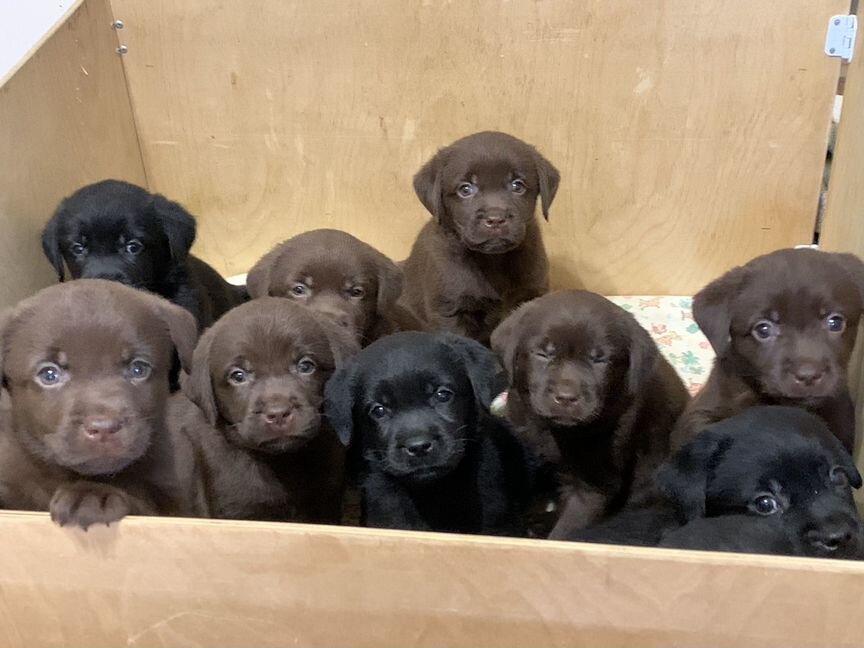 Щенки лабрадора из питомника РКФ