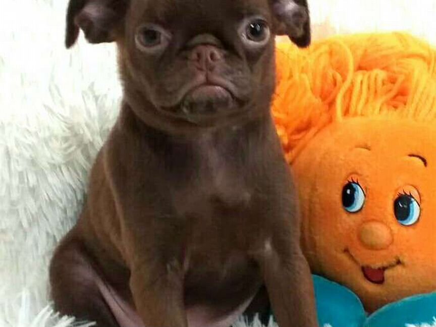 Мальчик шоколад