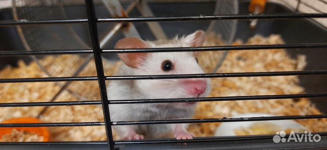 Сирийский хомяк с клеткой девочка