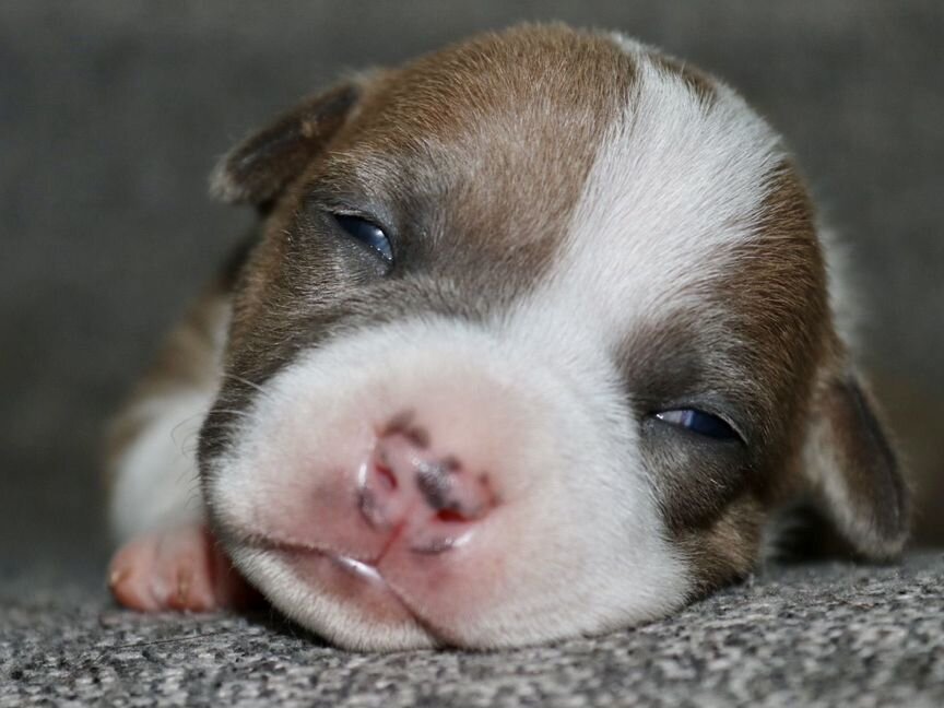 Амстафф мальчик, питомник