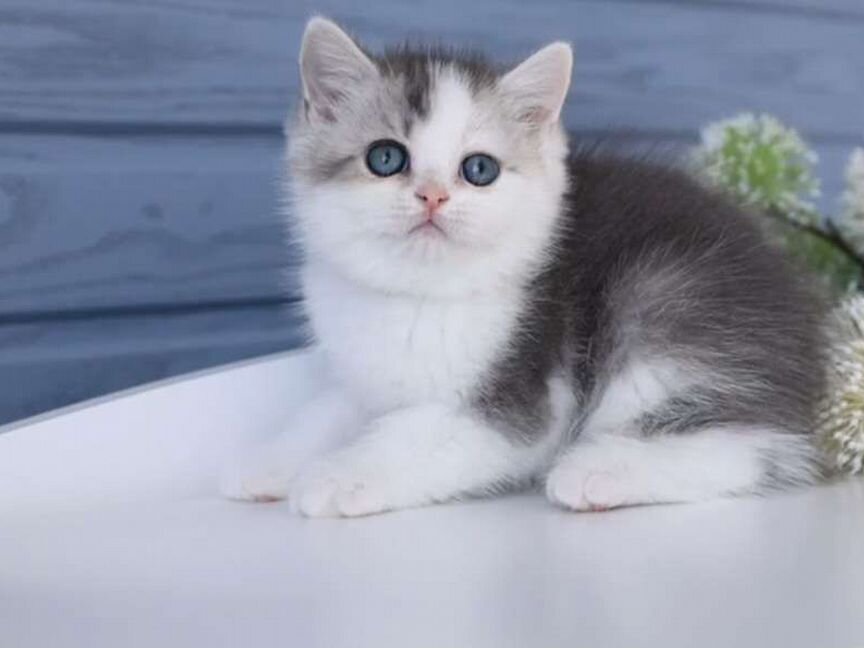 Милый британский котенок
