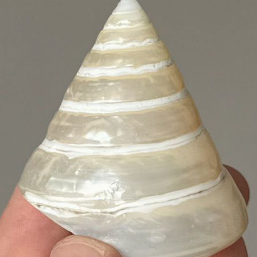 Ракушка перламутровая "Трохус"