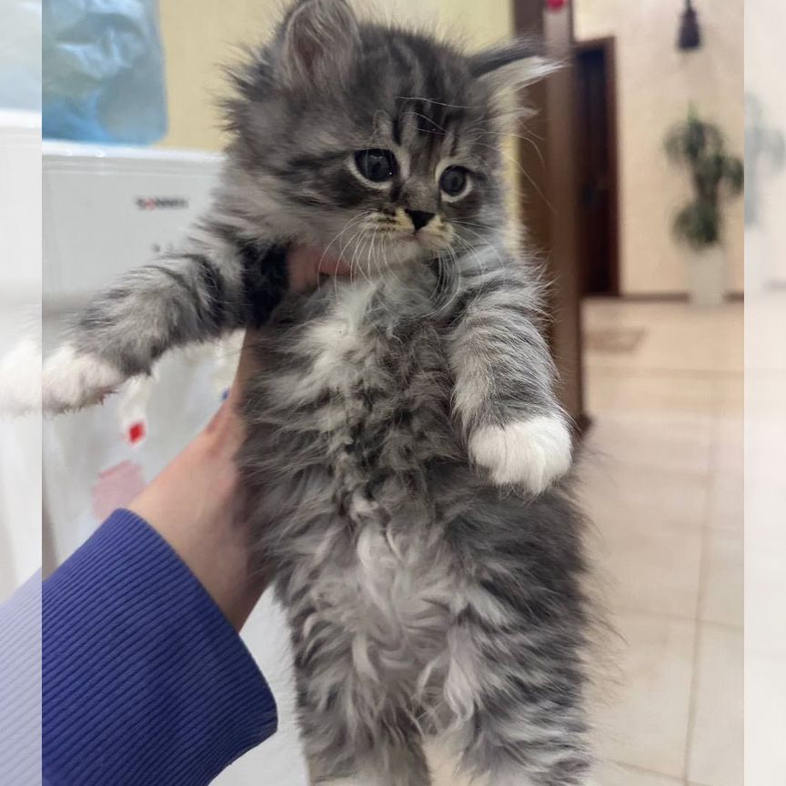 Кошечка 1,5 месяца