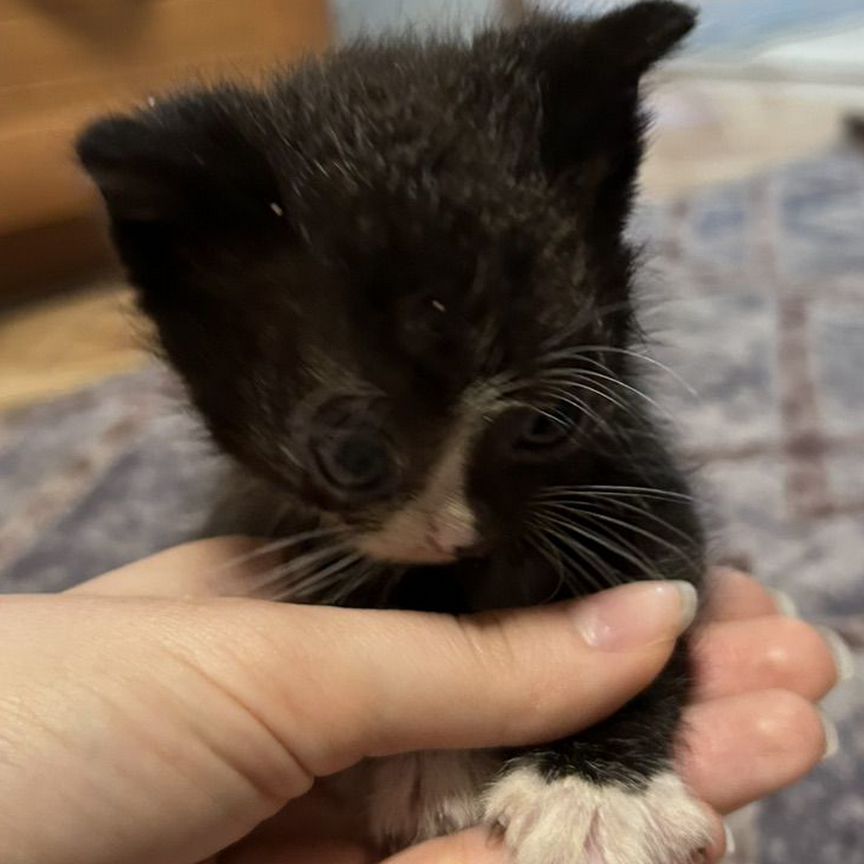 Котёнок в добрые руки