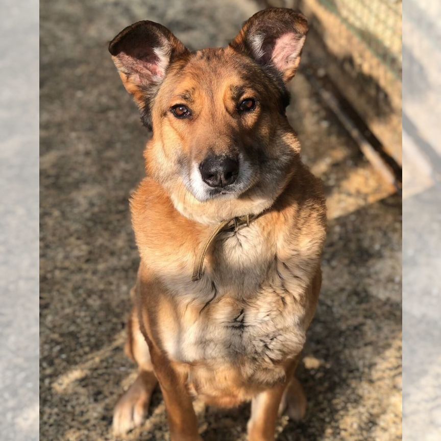 Взрослый пёс в добрые руки