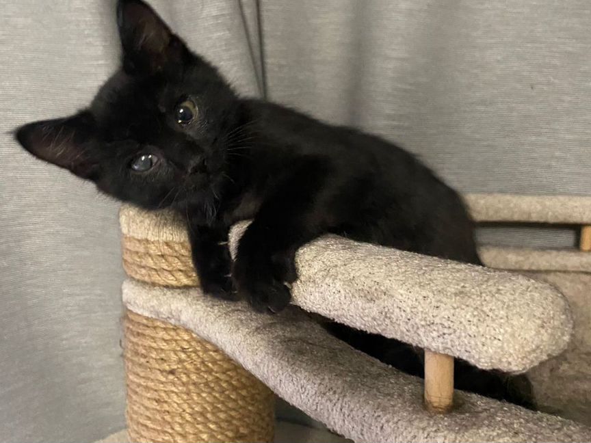 Котенок классный