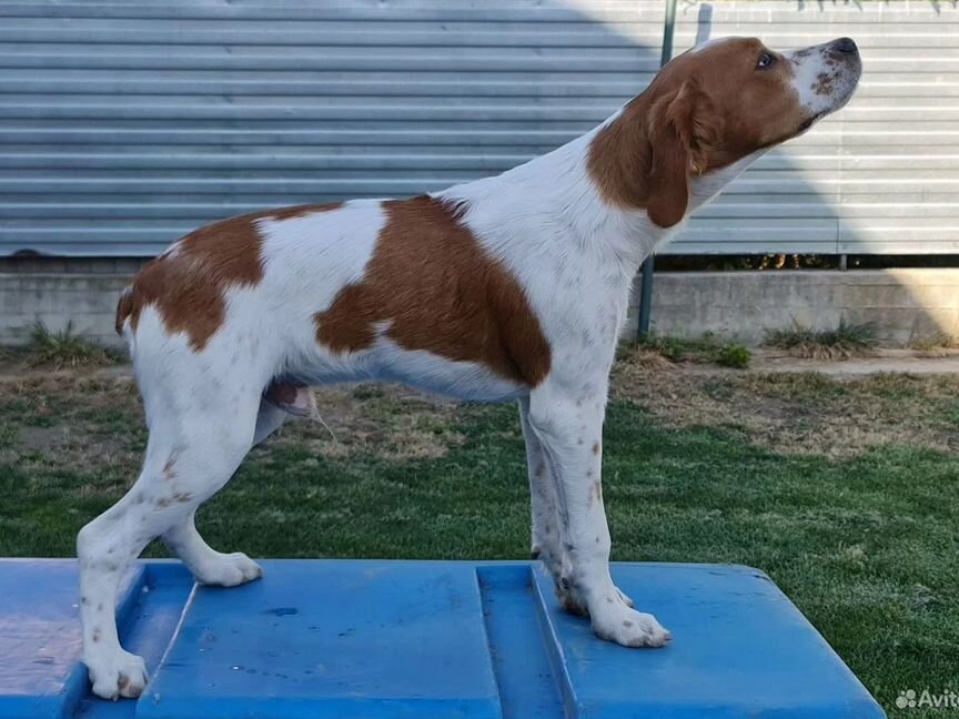 Бретонский эпаньоль