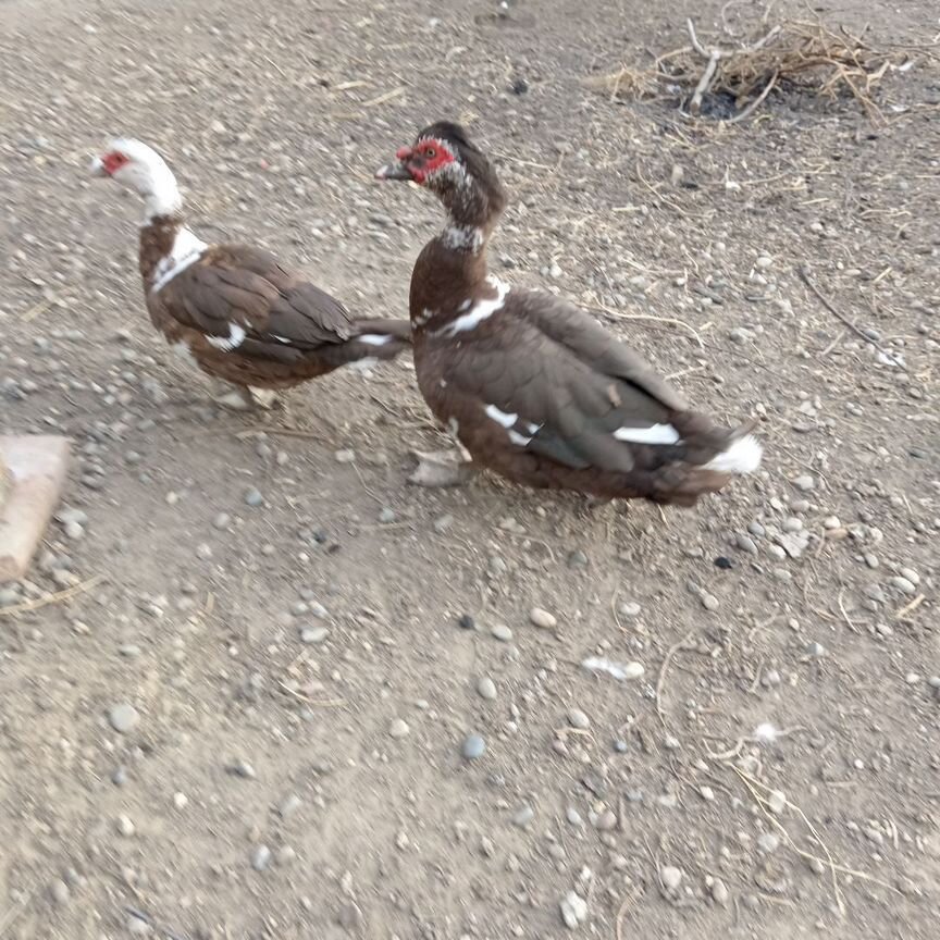 Мускусные утки