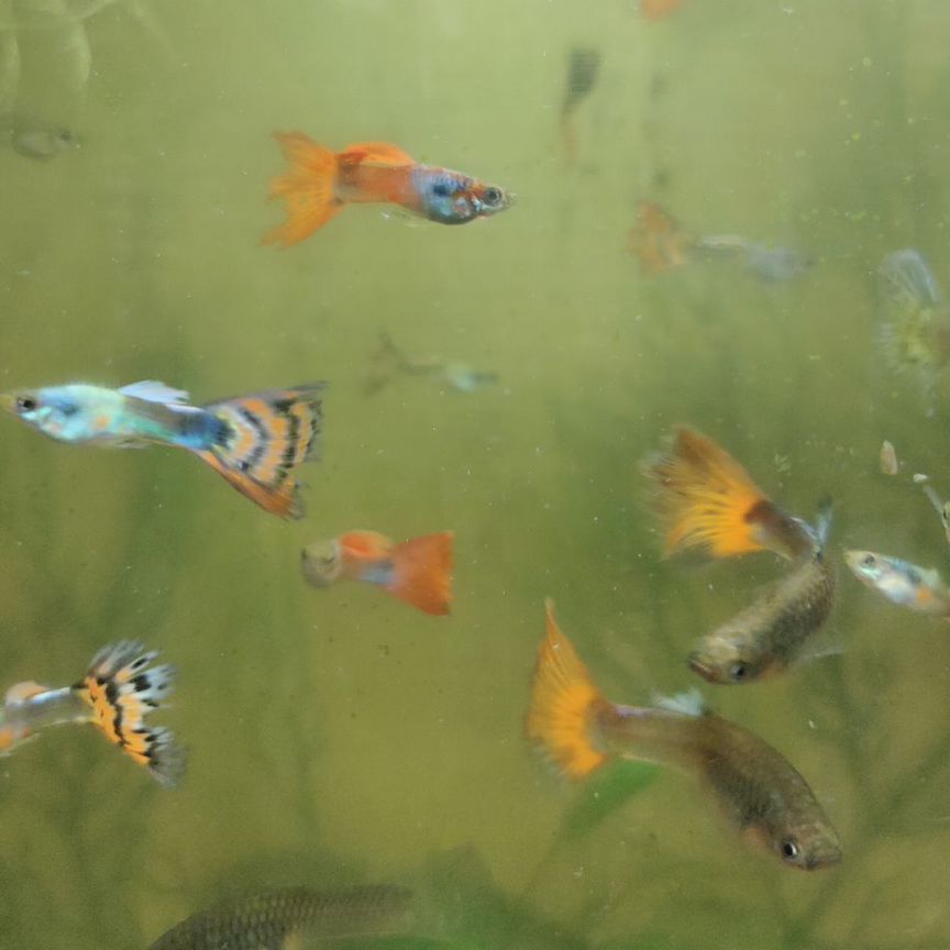 Аквариумные рыбки гуппи.Малёк карася