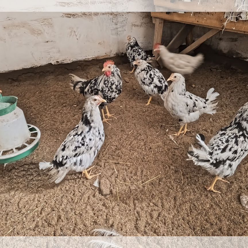 Семья леггорн далматинец