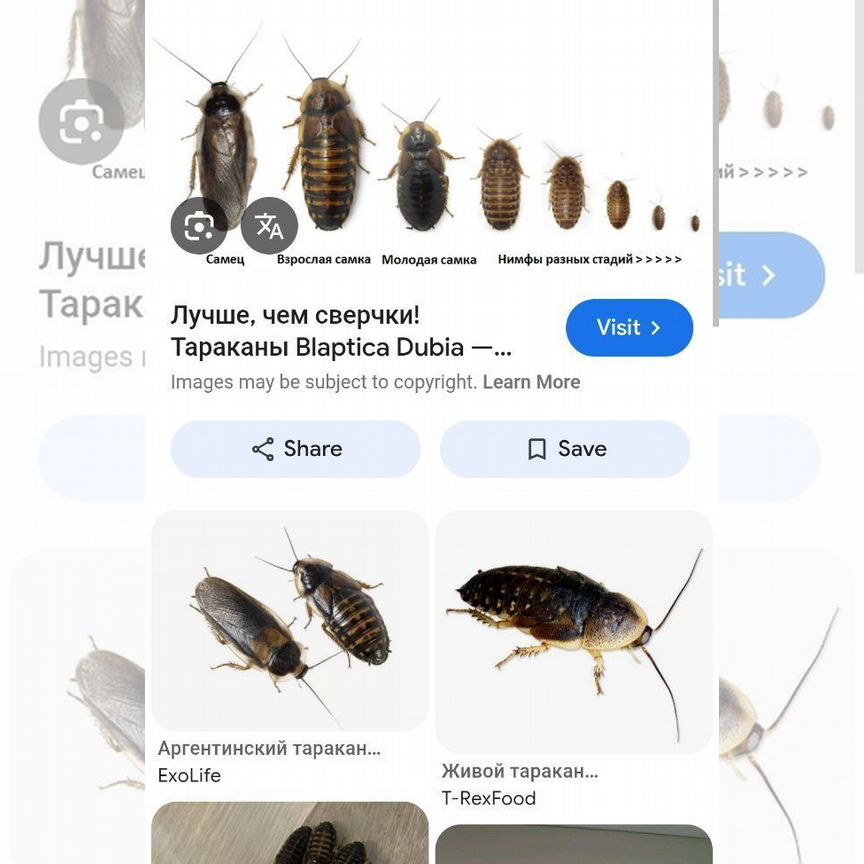 Кормовые насекомые