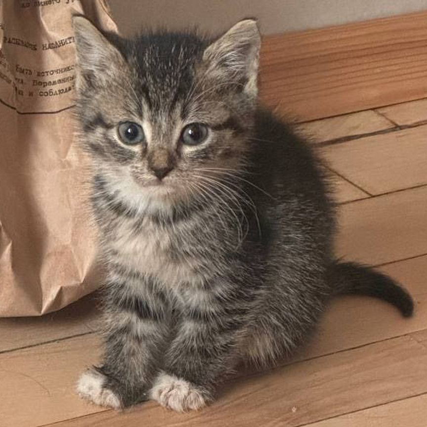 Котята. Прикольные и маленькие
