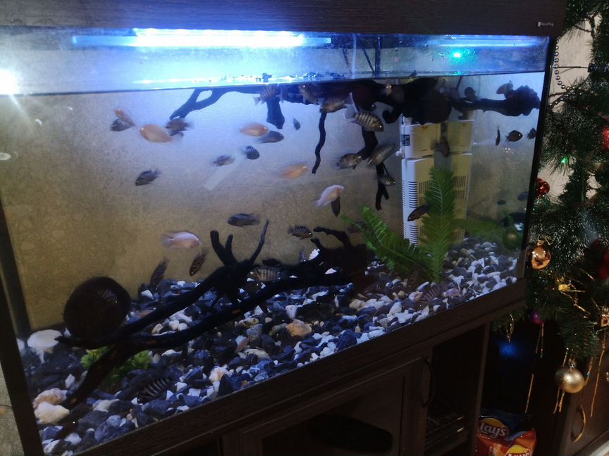 Аквариумные рыбки