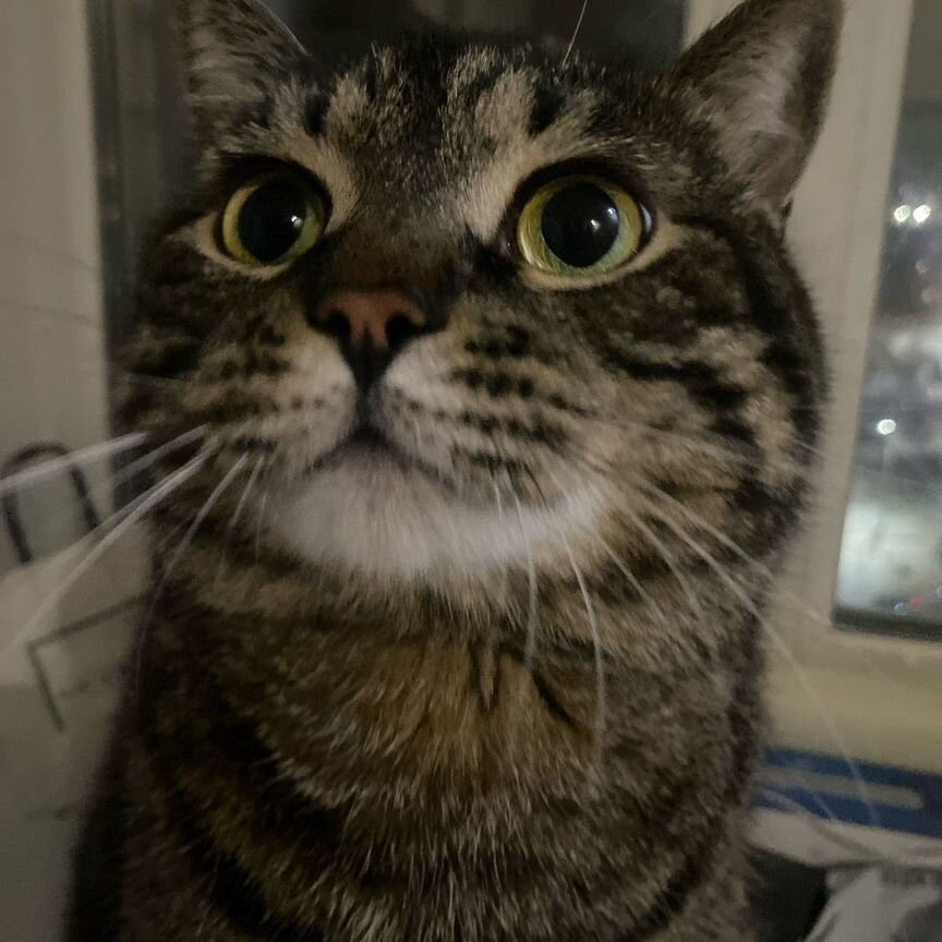 Взрослый кот в добрые руки