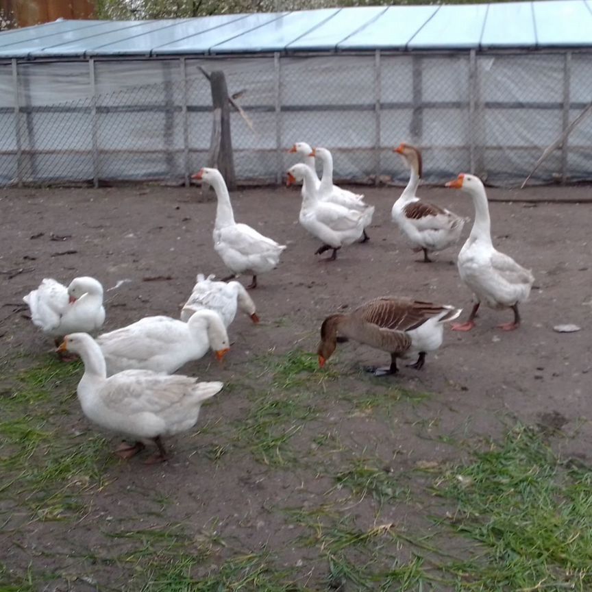 Гуси домашние