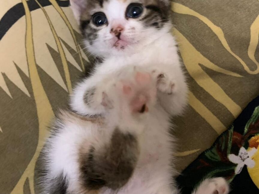 Котёночек из Дагестана