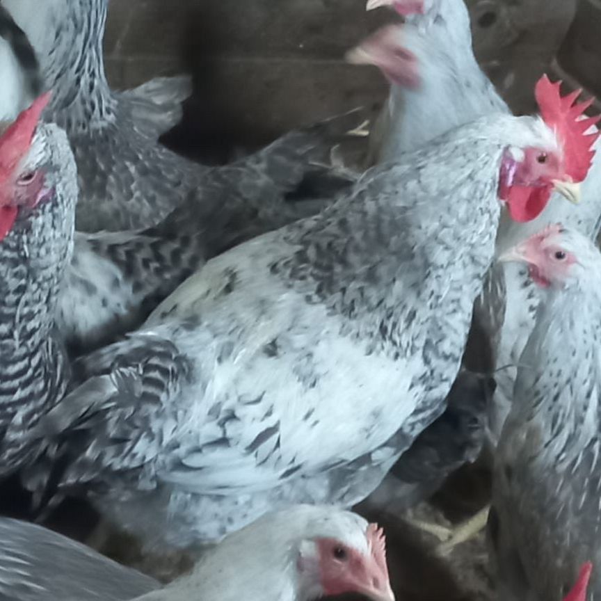 Серебристый легорн (Барковская Борвистая)