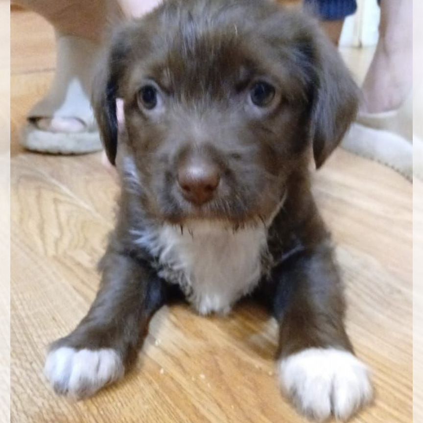 Щенок в добрые руки