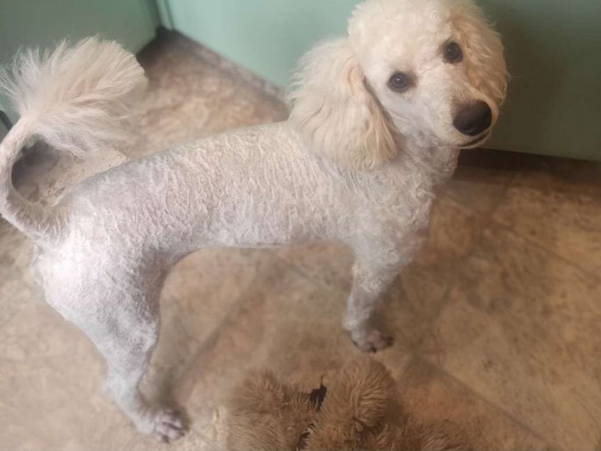 Карликовый пудель вязка