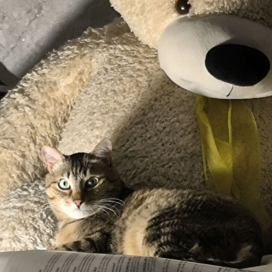 Взрослый кот в добрые руки