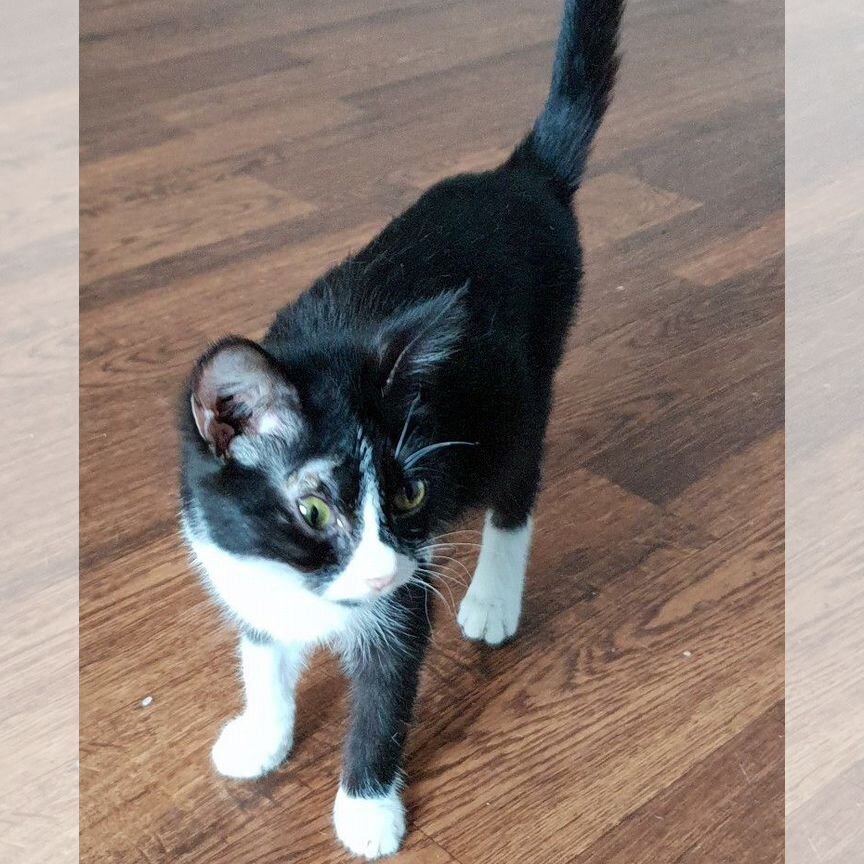 Котёнок 3 месяца девочка