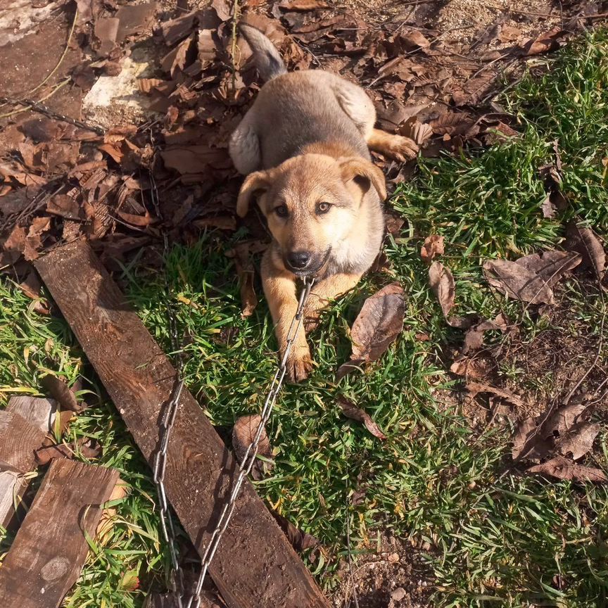 Щенок дворняжка вдобрые руки