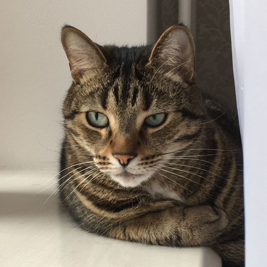 Взрослый кот в добрые руки