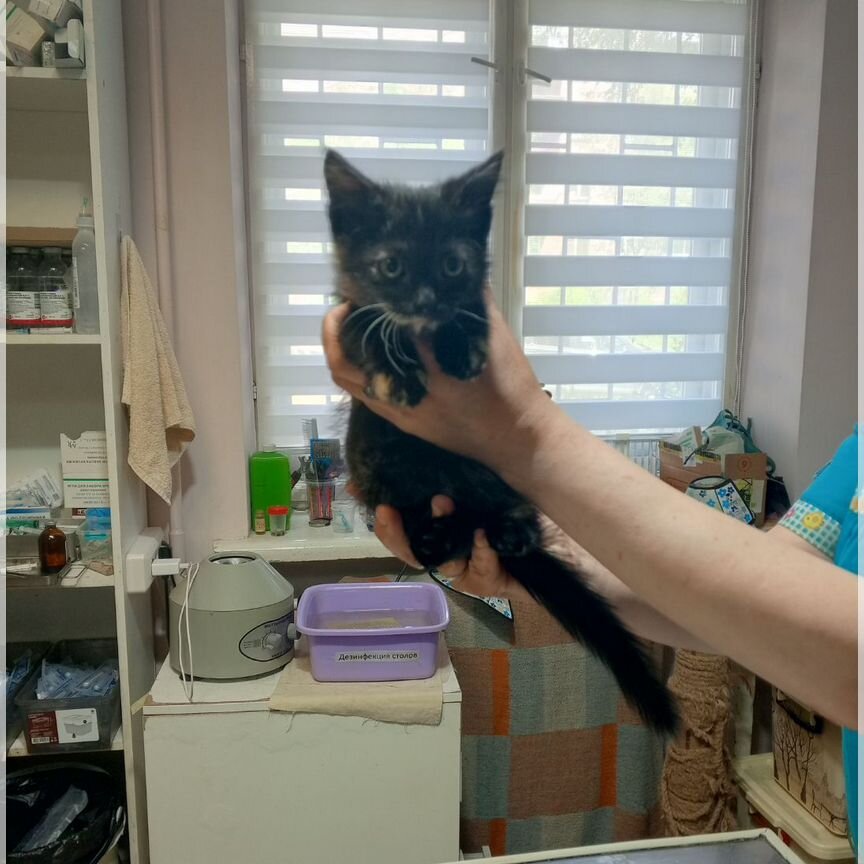 Котёнок