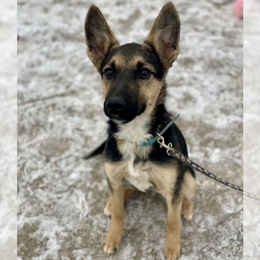 Щенок в добрые руки