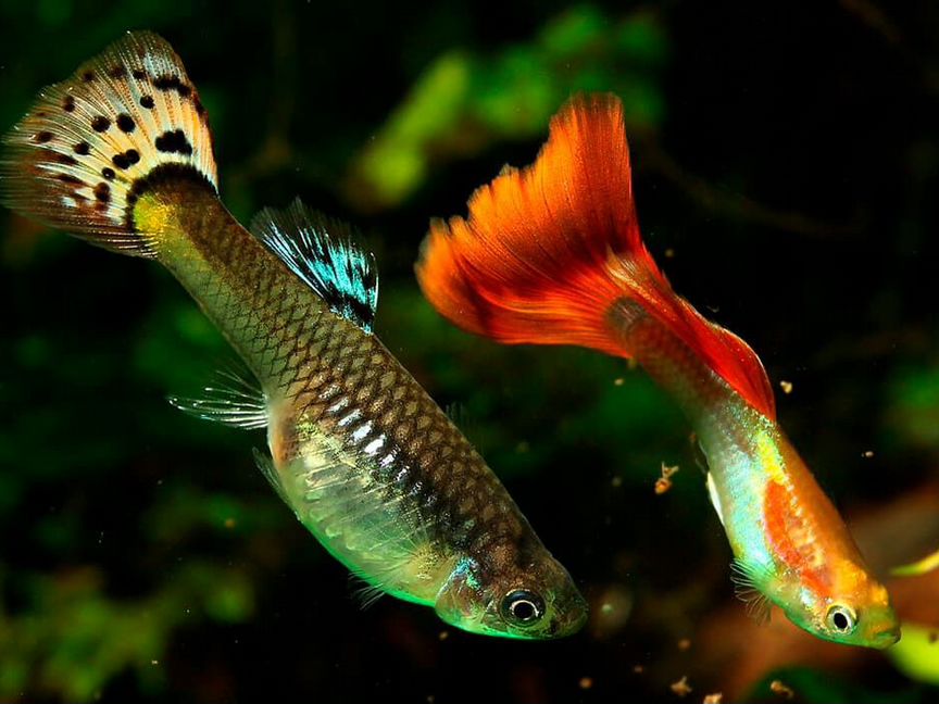Гуппи, аквариумные рыбки