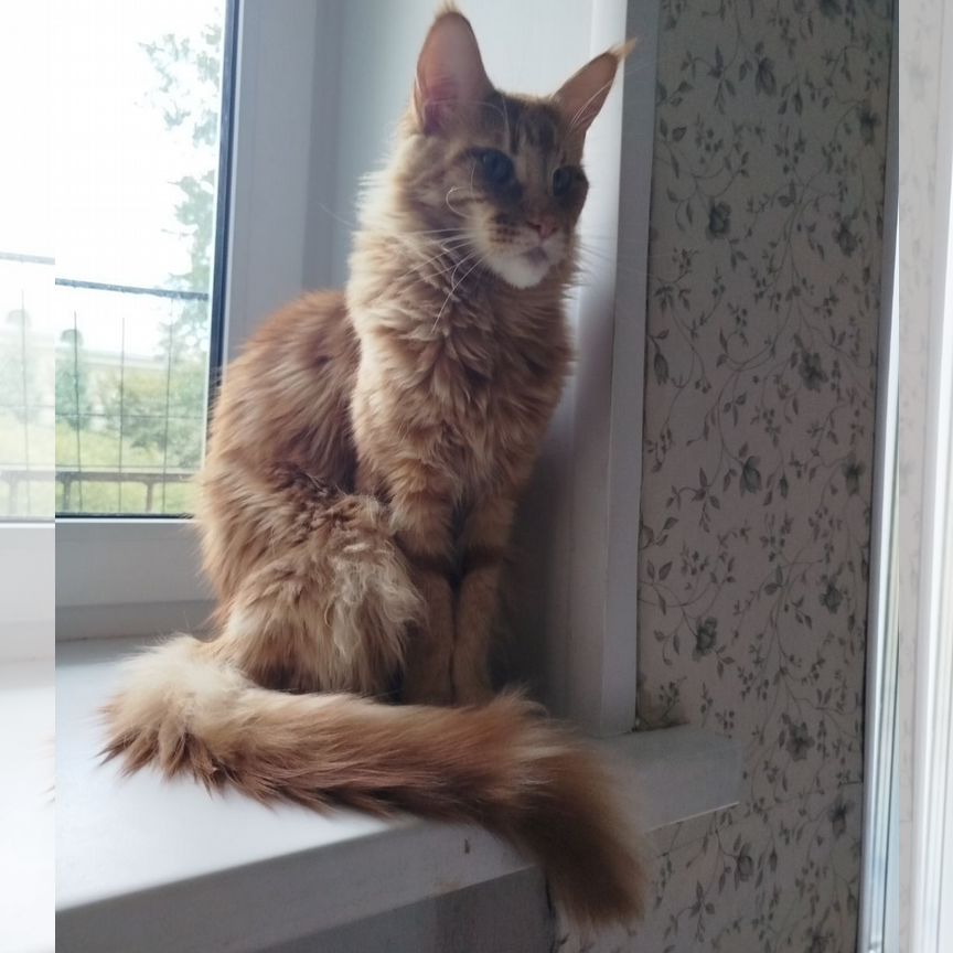 Мейн-кун, взрослая кошка