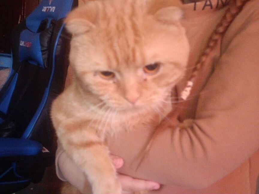 Вислоухий кот