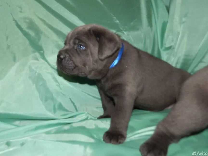 Щенки кане Корсо