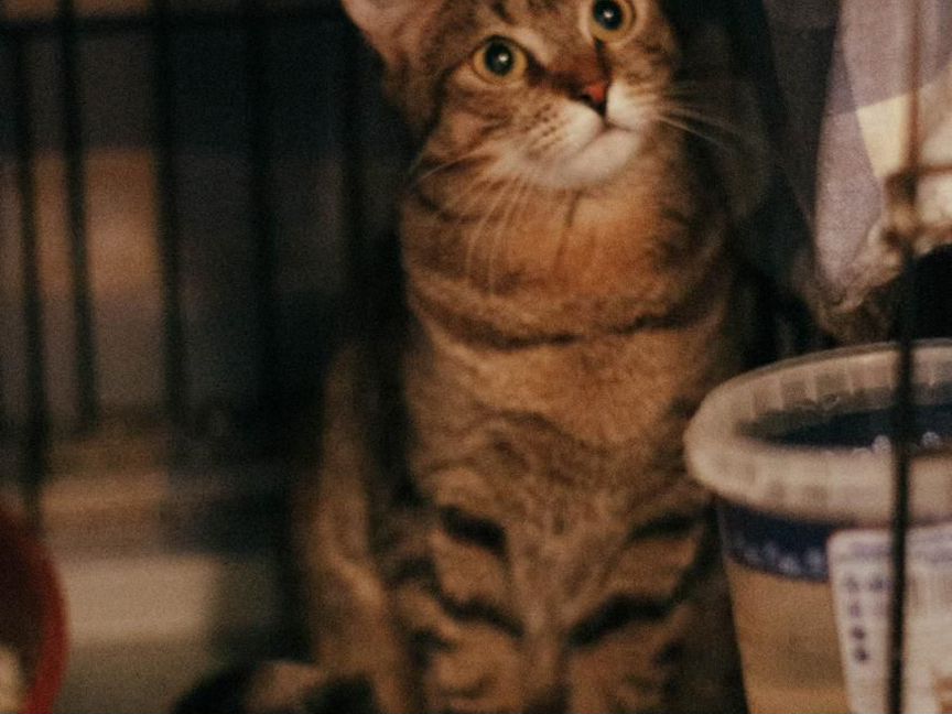 Котята