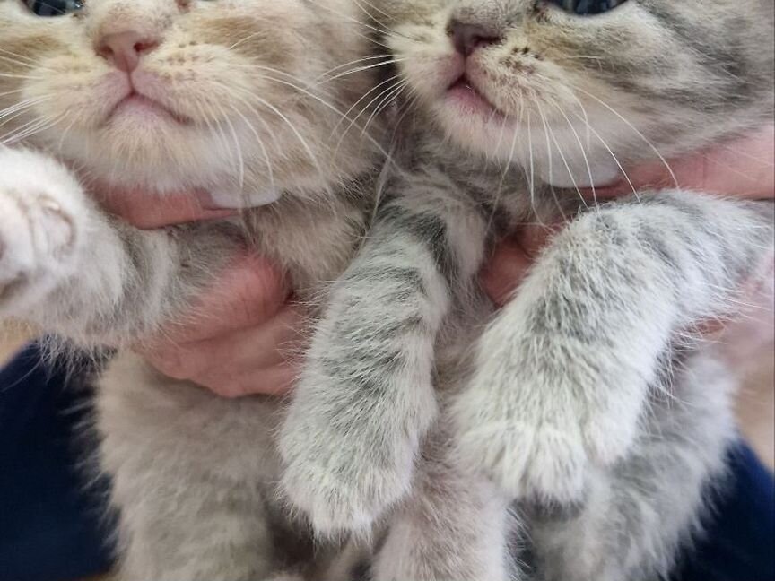 Шотландские вислоухие котята