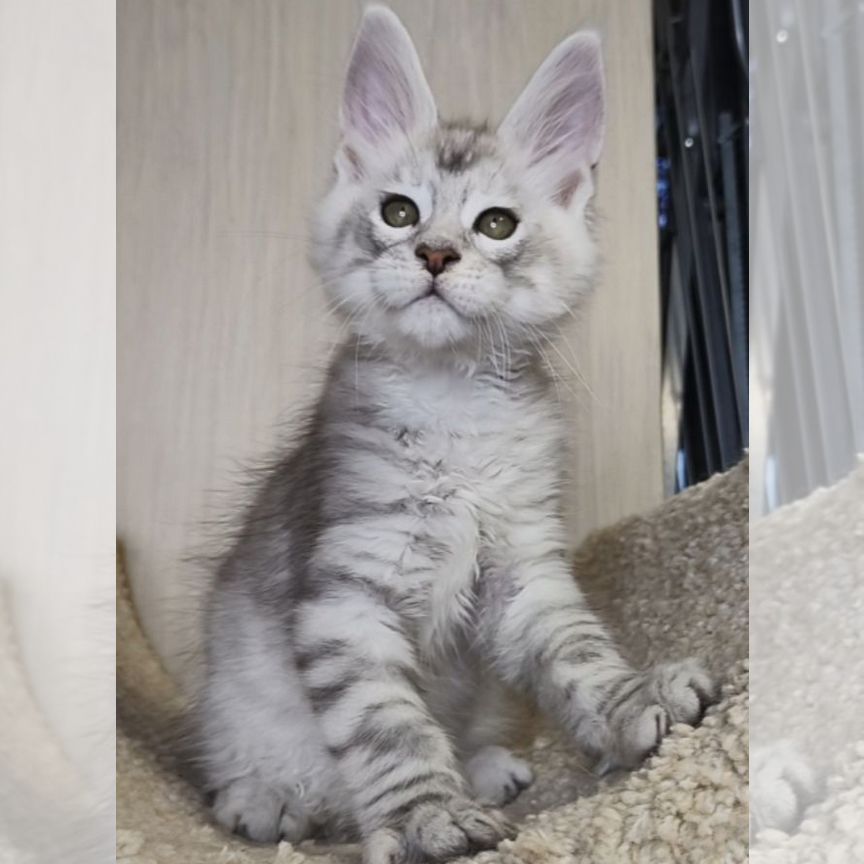 Мейн-кун котёнок