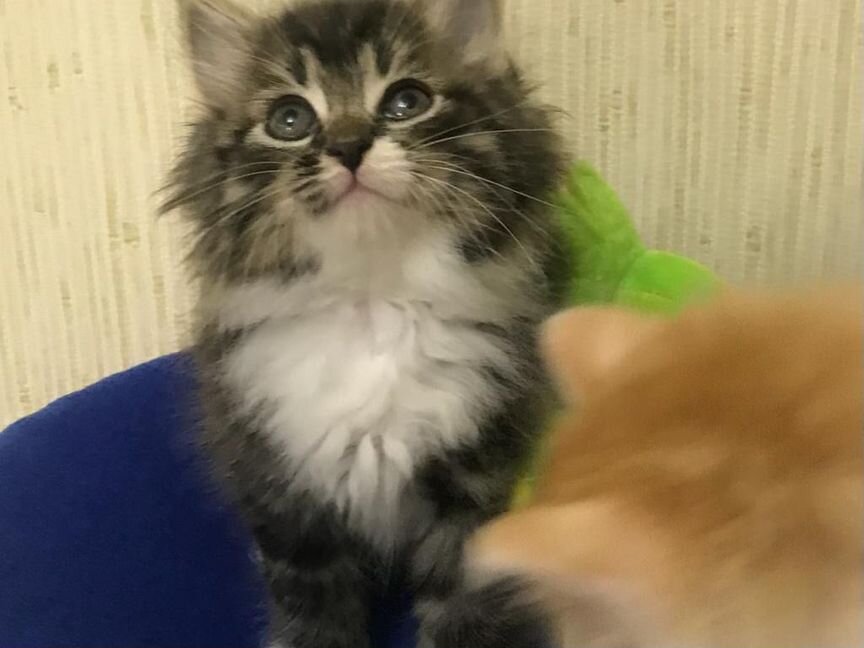 Котята