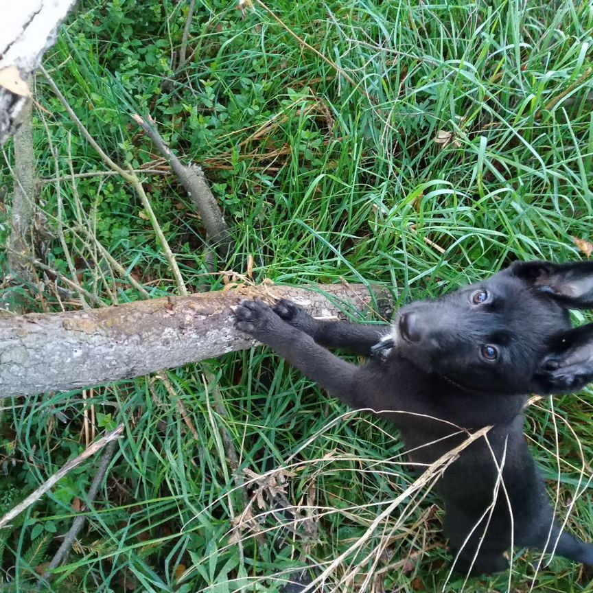 Отдам собаку в добрые руки