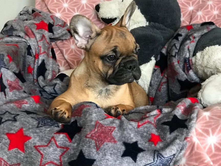 Прекрасная Брунечка