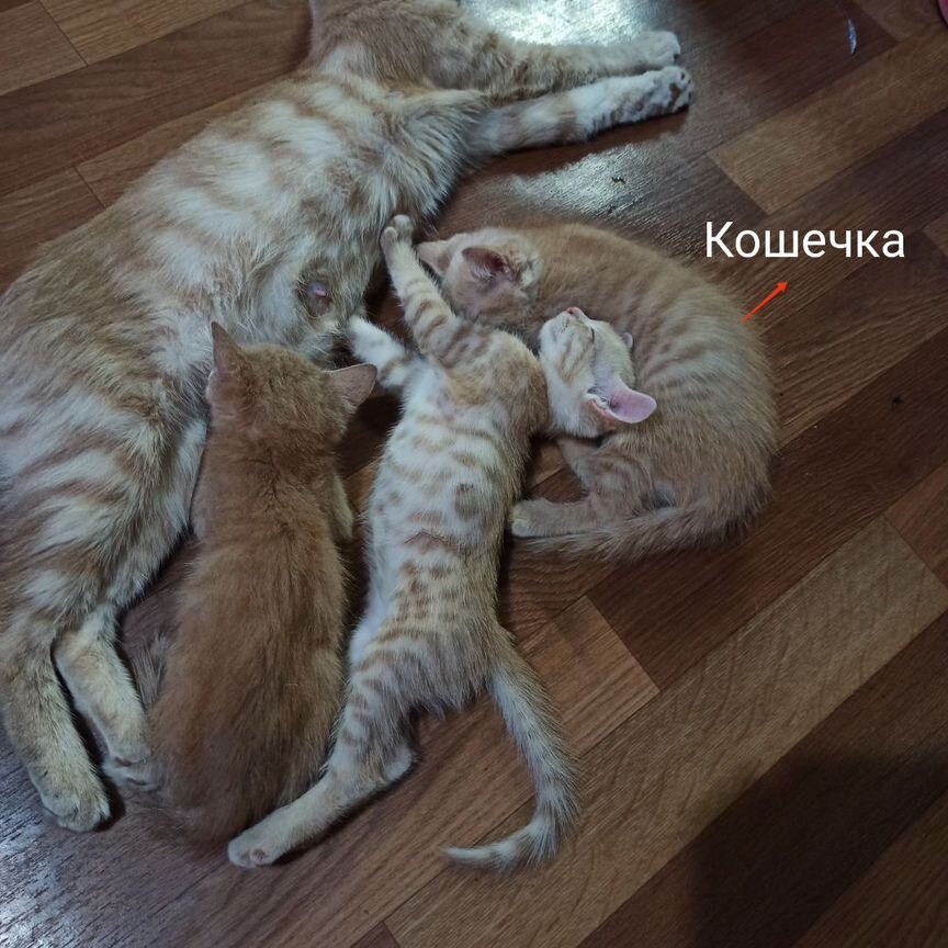 Котята в добрые руки бесплатно