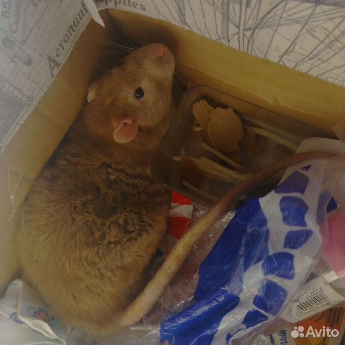 Крыски дамбо в добрые руки