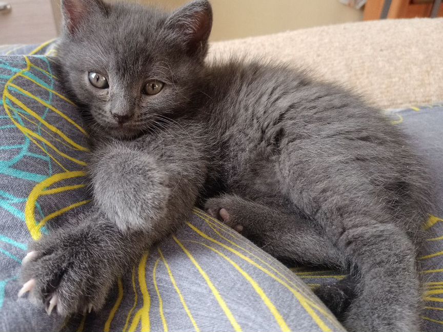 Британские котята